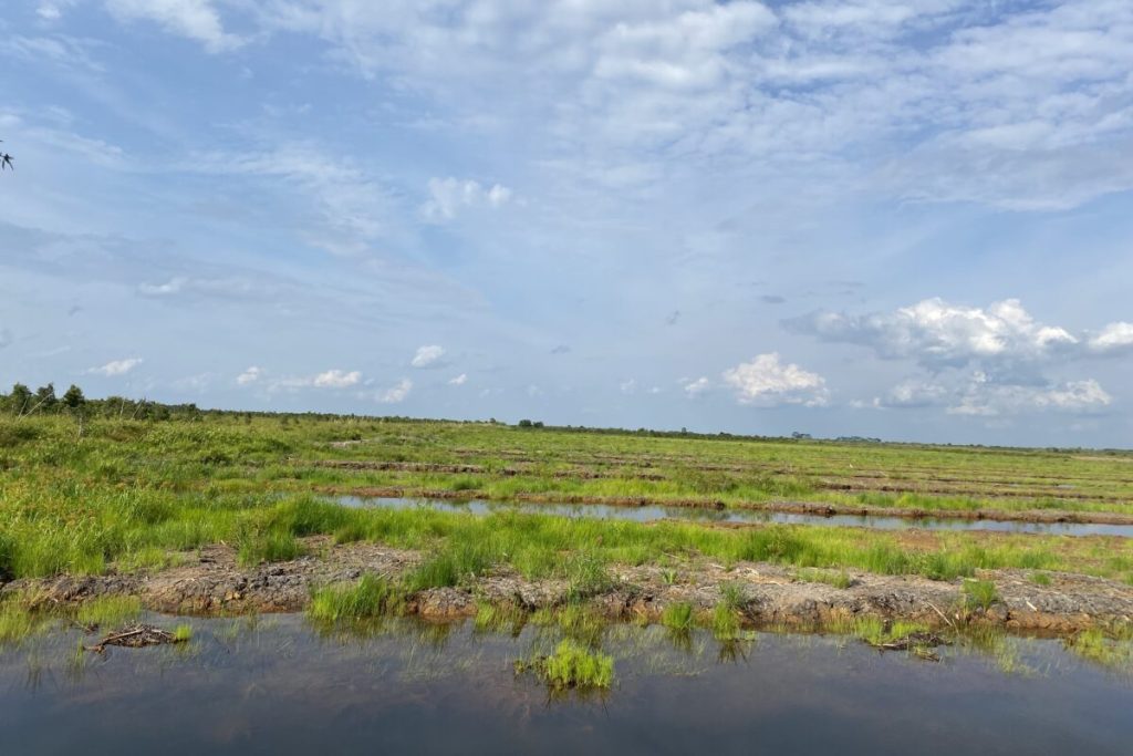 Potret Food Estate Kalteng: Ditanam Padi, Justru Tumbuh Sawit - Benua ...